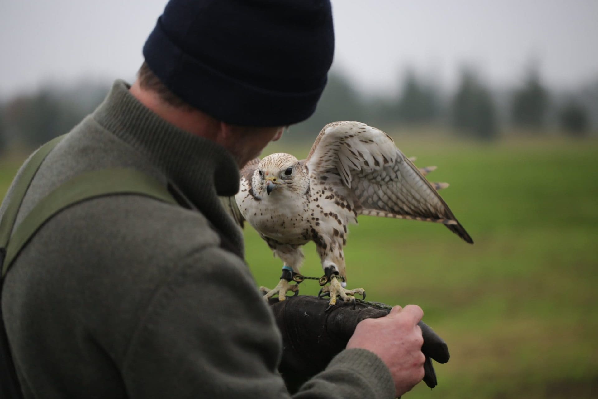 Woodland Hawking Hertfordshire | Hawk Walk Experience | The Grove