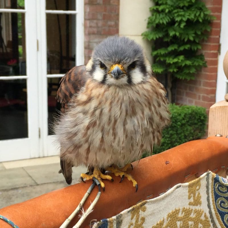 Woodland Hawking Hertfordshire | Hawk Walk Experience | The Grove