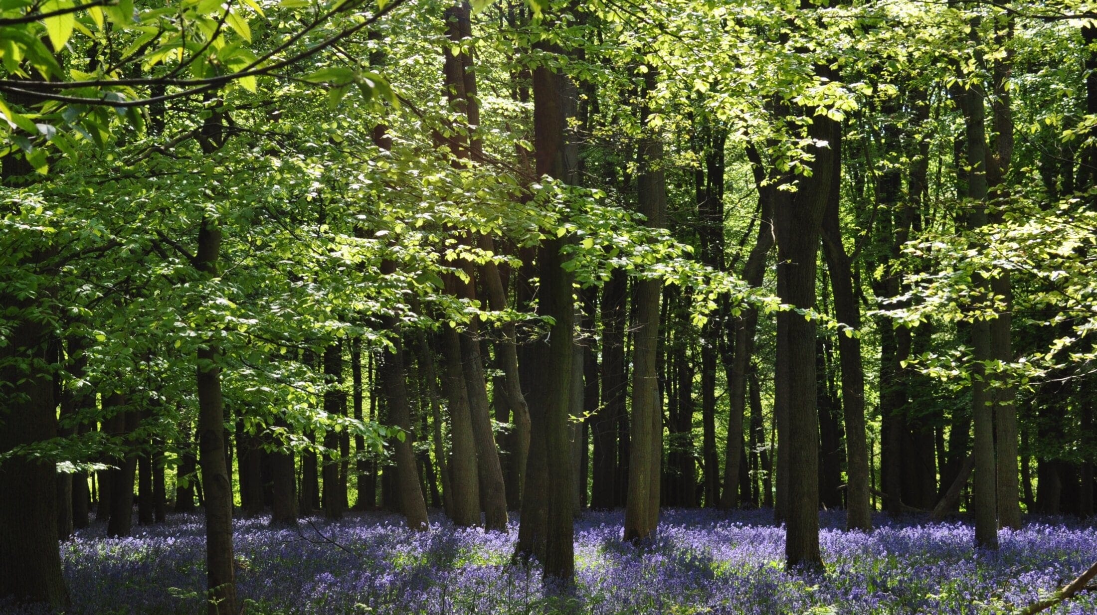 Ashridge Estate | The Grove